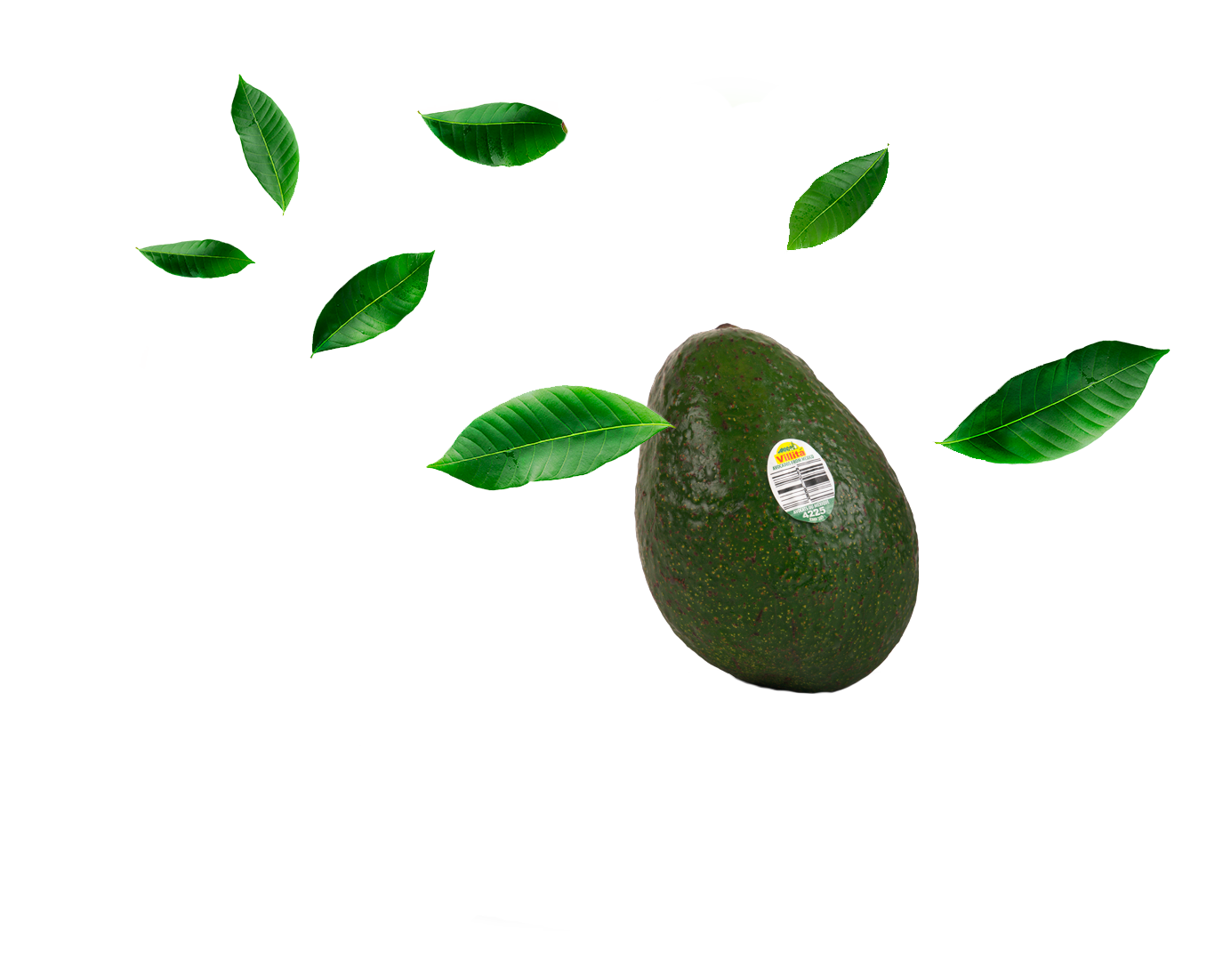 Villita Avocados | Leaders in the avocado industry